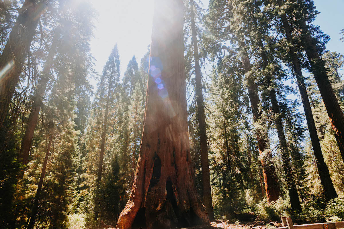 10 Ways to be a Tree Hugger – Parks Project