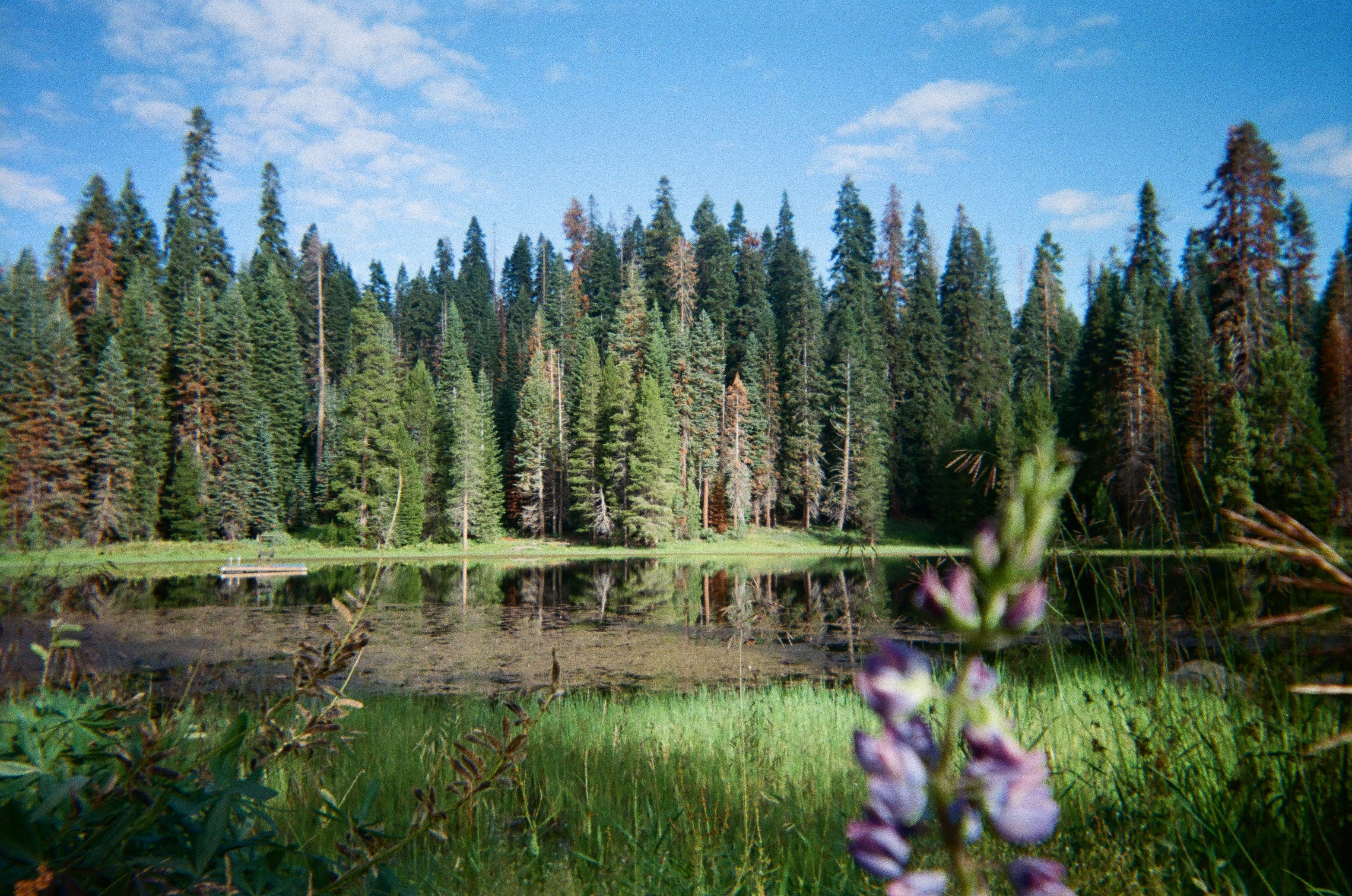 Sequoia National Park Retreat: A Film Photo Journey – Parks Project
