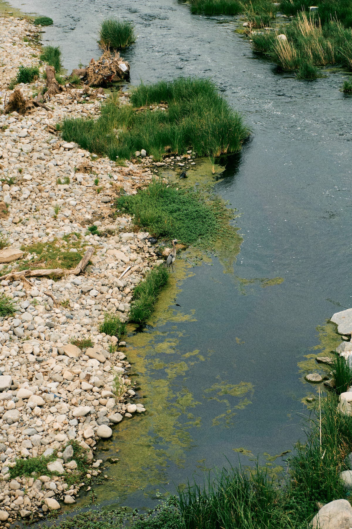 Parks Project X FoLAR LA River Volunteer Day Recap