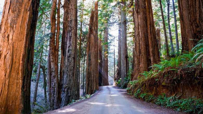 24 Hours in Sequoia National Park – Parks Project